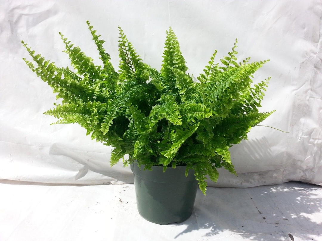 Fluffy Ruffle Fern Plant in 6 Inch Pot - Etsy