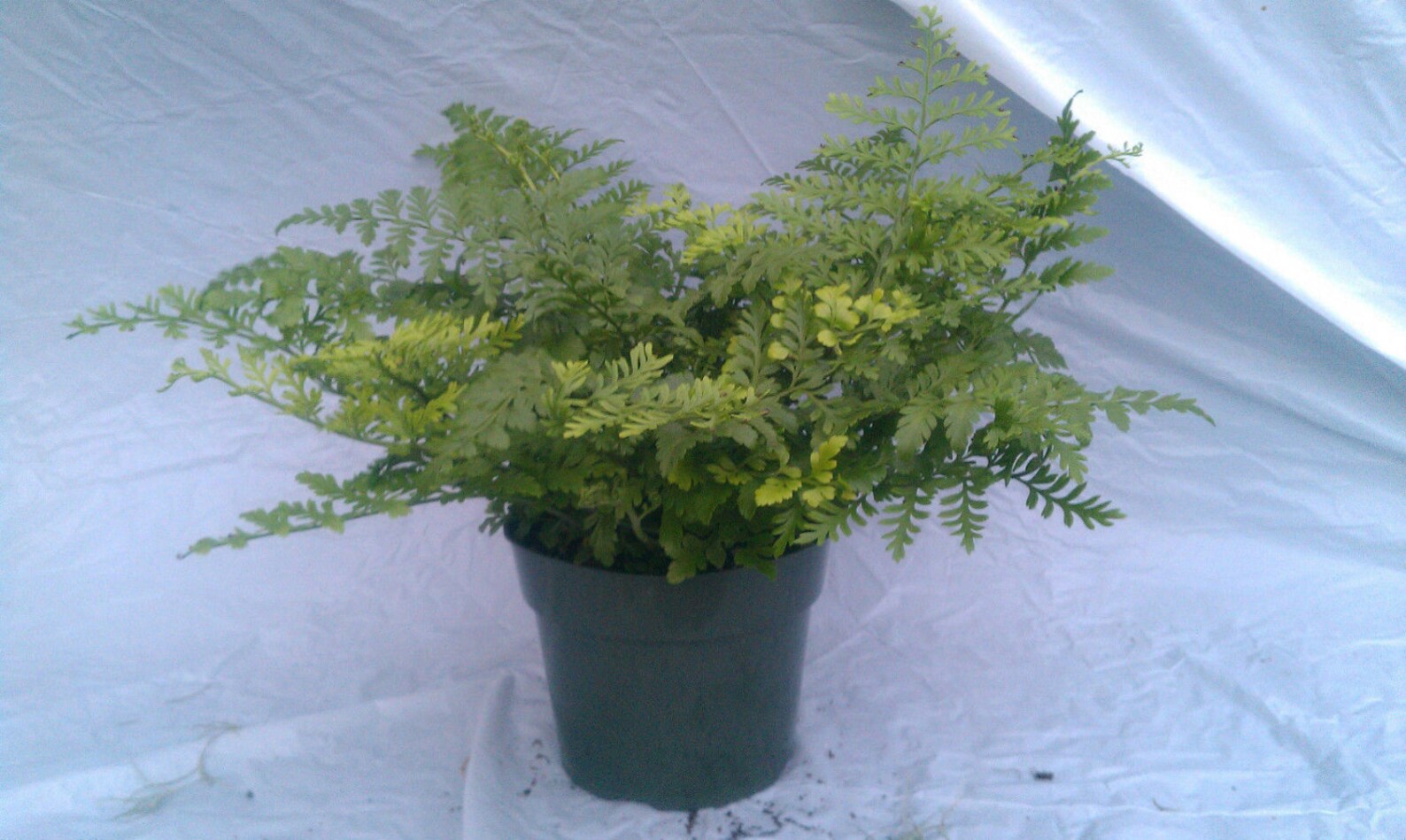 Austral Gem Fern Plant in 6 Inch Pot - Asplenium Bird's Nest - Etsy