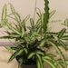 Pteris Albo Fern Plant in 6 Inch Pot - Etsy