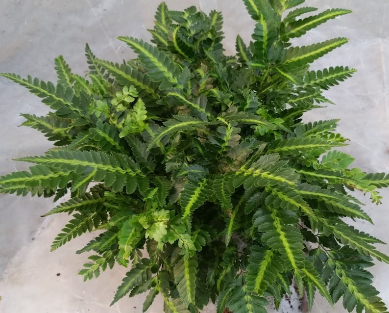 East Indian Fern Plant in 6 Inch Pot - Etsy