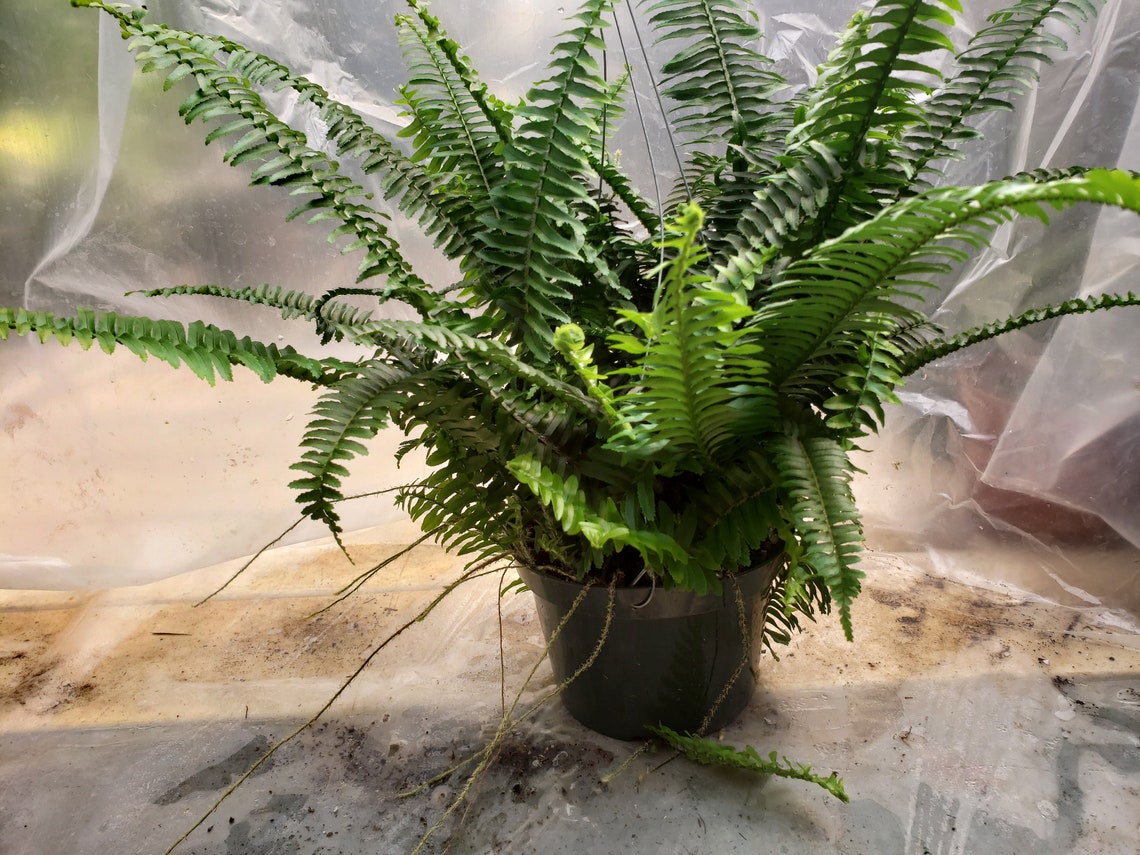 Jester's Crown Nephrolepis Obliterata Fern Plant in 6 Inch - Etsy