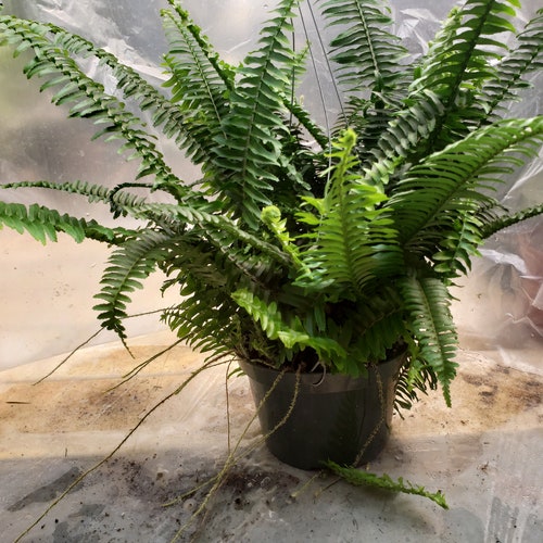 Austral Gem Fern Plant in 6 Inch Pot Asplenium Bird's - Etsy