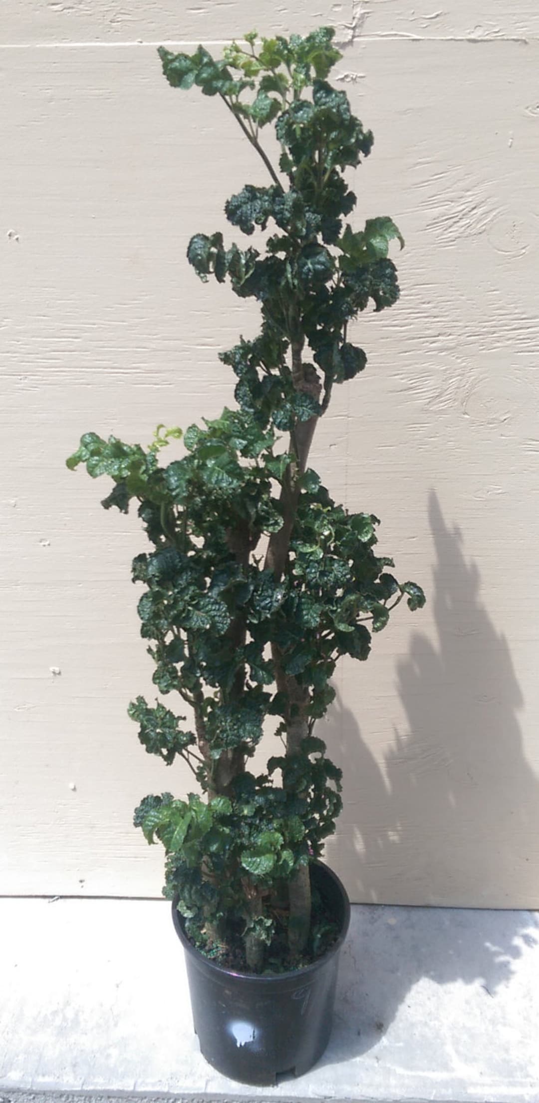 Polyscias Guilfoylei Blackie Black Aralia Plant in 2 Gallon Pot - About ...