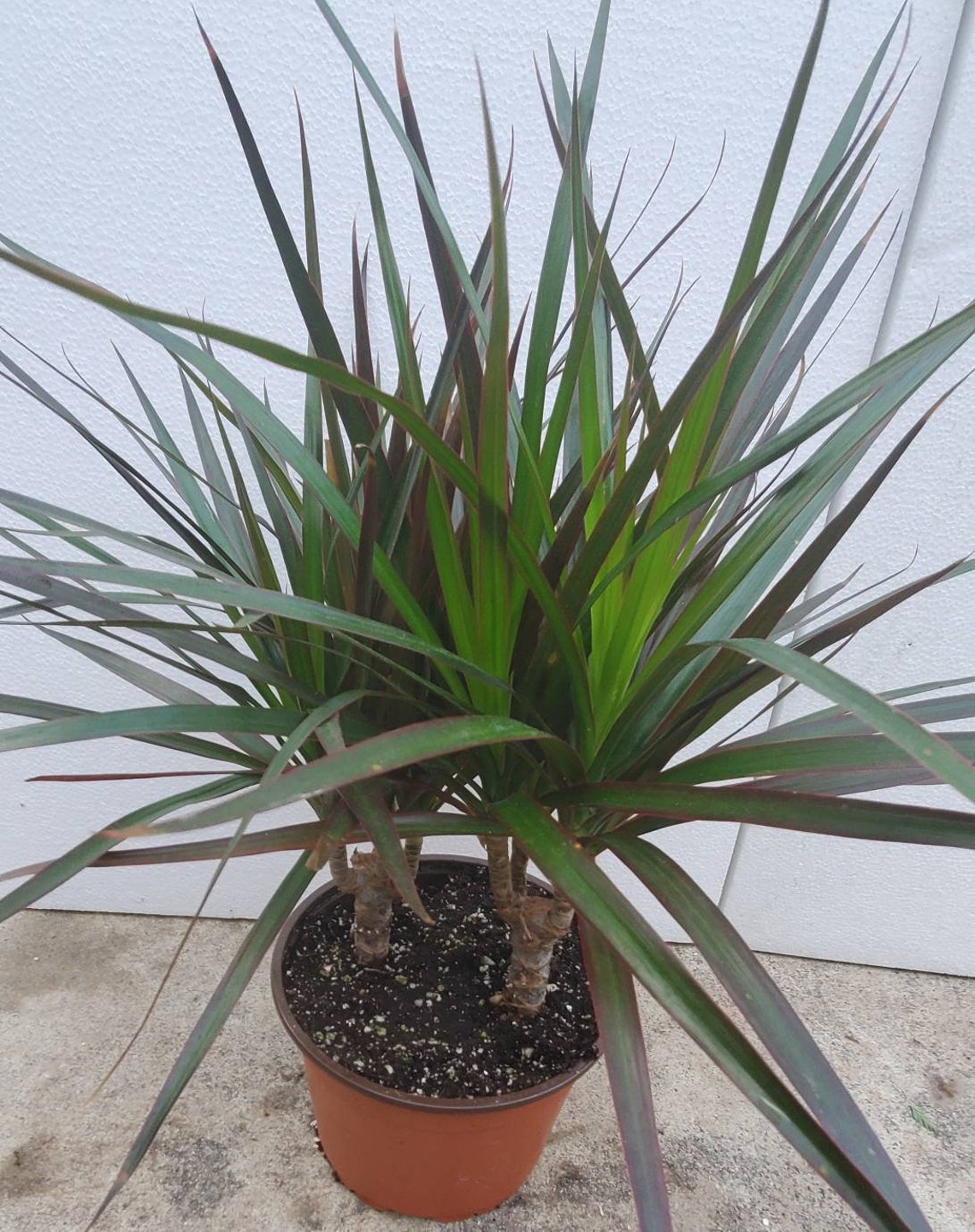 Dracaena Marginata Magenta Plant in 6 Inch Pot About - Etsy