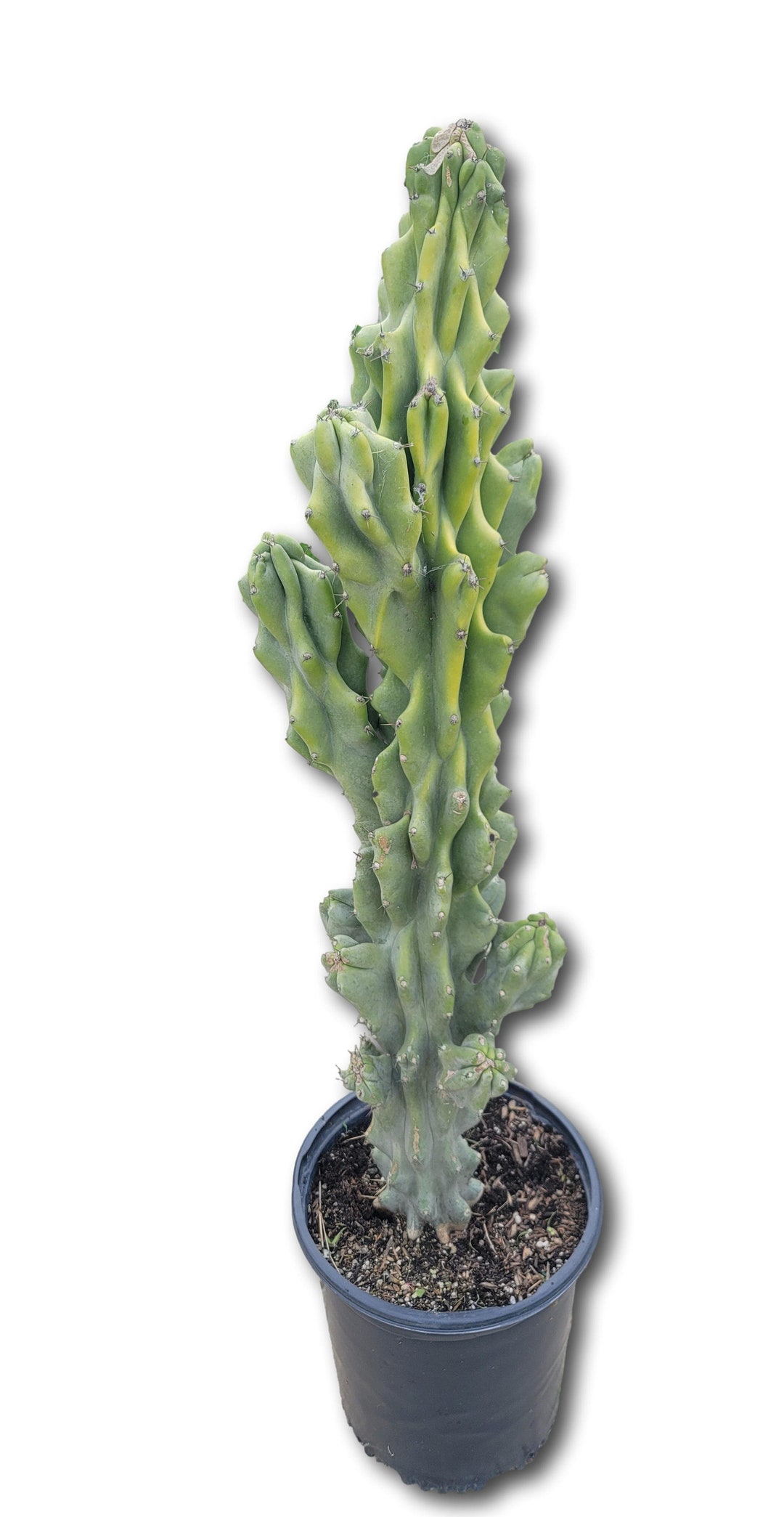 Cereus Peruvian Monstrose Cactus in 5 Gallon Pot - About 40 Inches Tall ...
