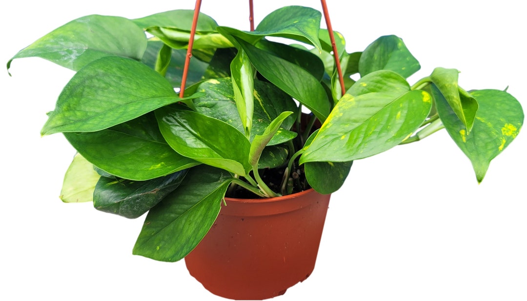 Trailing Golden Pothos Plant in 6 Inch Pot - Etsy