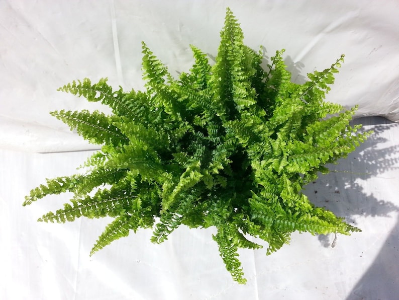 Fluffy Ruffle Fern Plant in 6 Inch Pot - Etsy