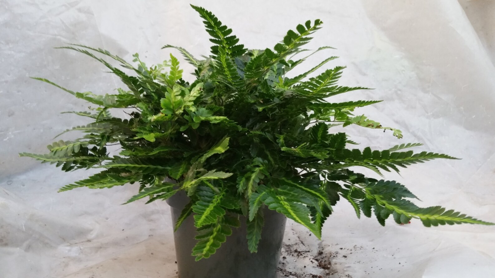 East Indian Fern Plant in 6 inch pot | Etsy