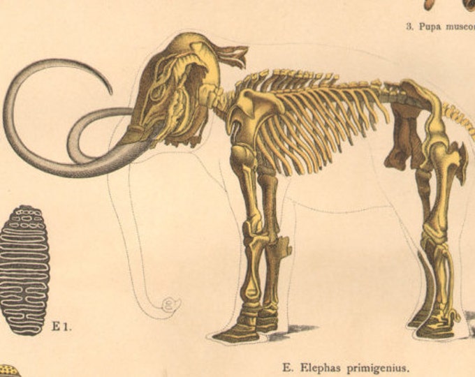 1888 Large Antique FOSSILS Print PALEONTOLOGY Original Chromolithograph ...