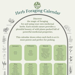 Herb Foraging Calendar A3 Poster - Etsy