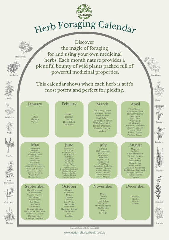 Herb Foraging Calendar Digital A3 Poster - Etsy