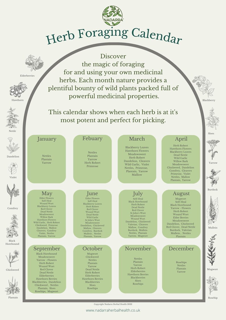 Herb Foraging Calendar A3 Poster - Etsy
