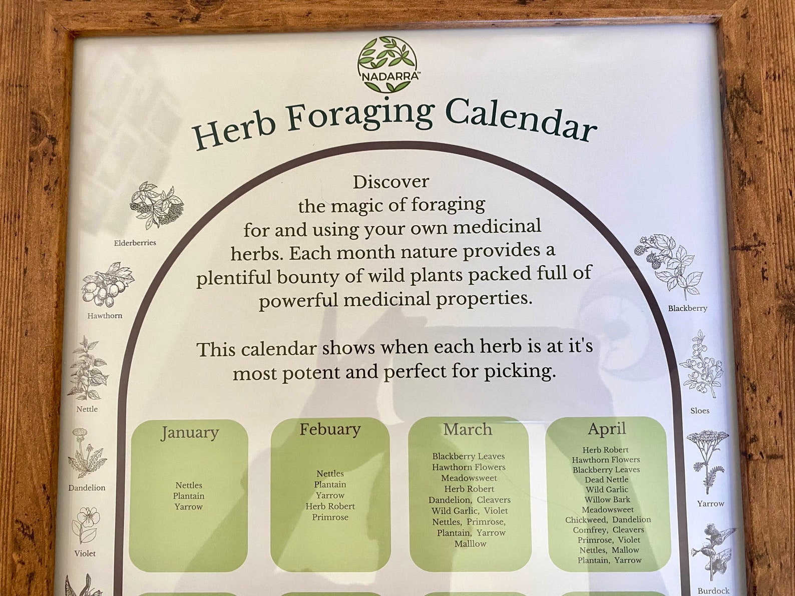 Herb Foraging Calendar A3 Poster - Etsy