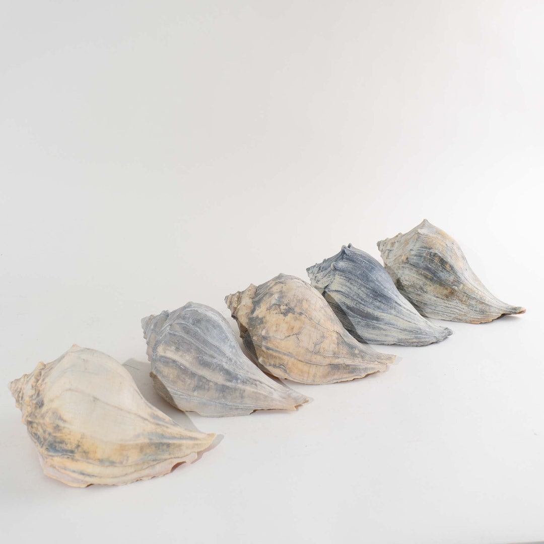 Vintage Natural Shell Collection - Set of 5 - Knobbed Whelk Sea Shell ...