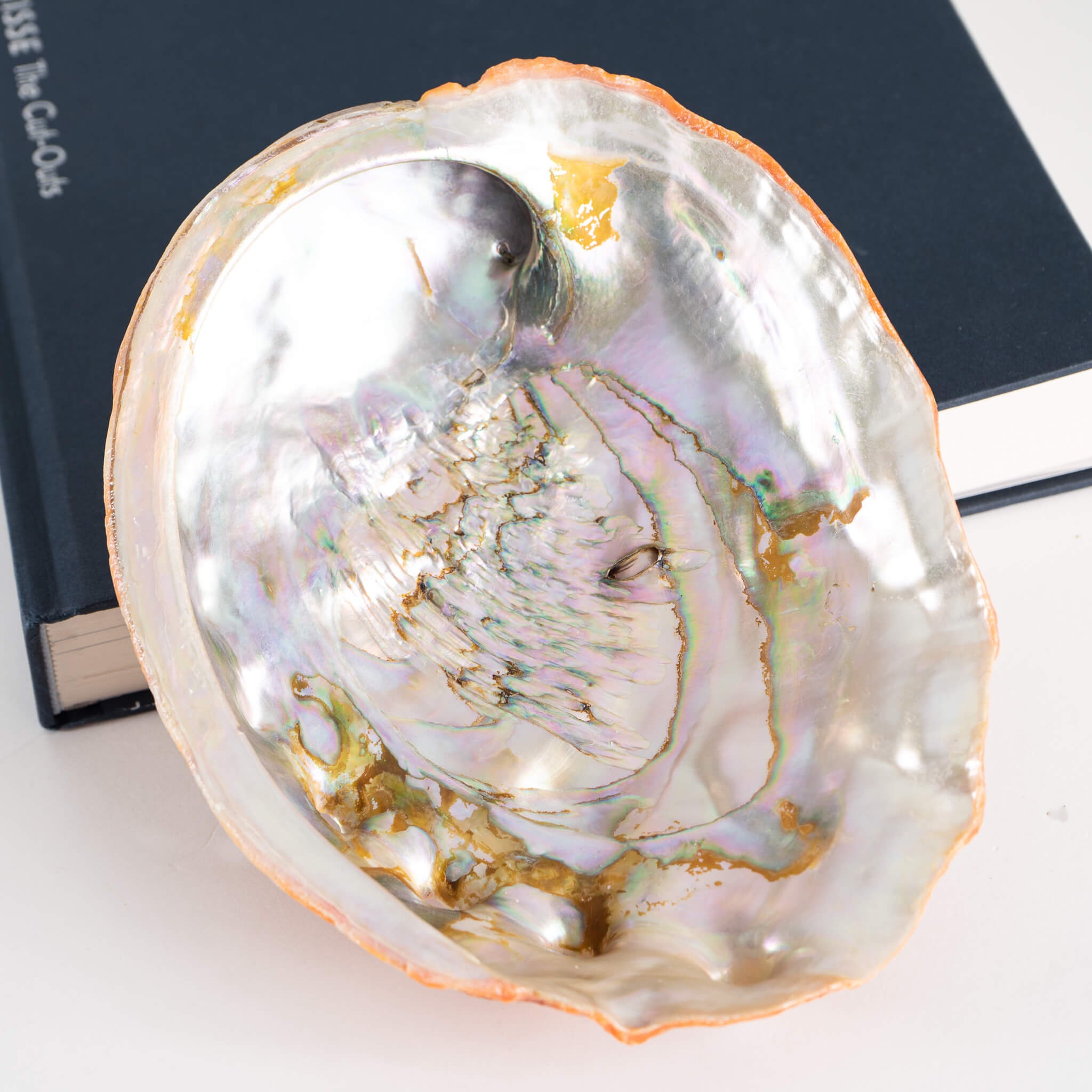 Vintage Pink Abalone Shell Natural Specimen Mother of Pearl - Etsy