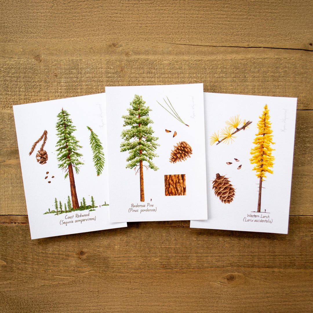 5x7in Set of 3 PNW Trees Ponderosa Pine, Coast Redwood, Western Larch ...
