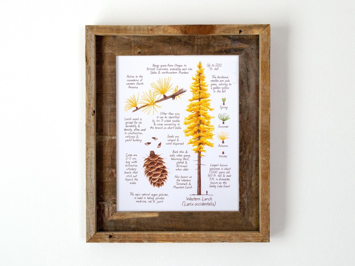 Western Larch Botanical Watercolor 8x10in Print, Golden Larch, Hike ...