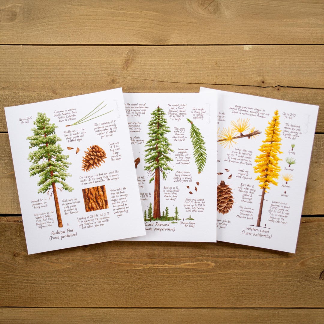 8x10in Set of 3 PNW Trees Ponderosa Pine, Coast Redwood, Western Larch ...