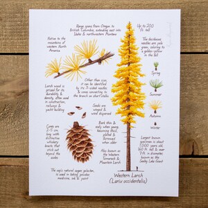 Western Larch Botanical Watercolor 8x10in Print, Golden Larch, Hike ...