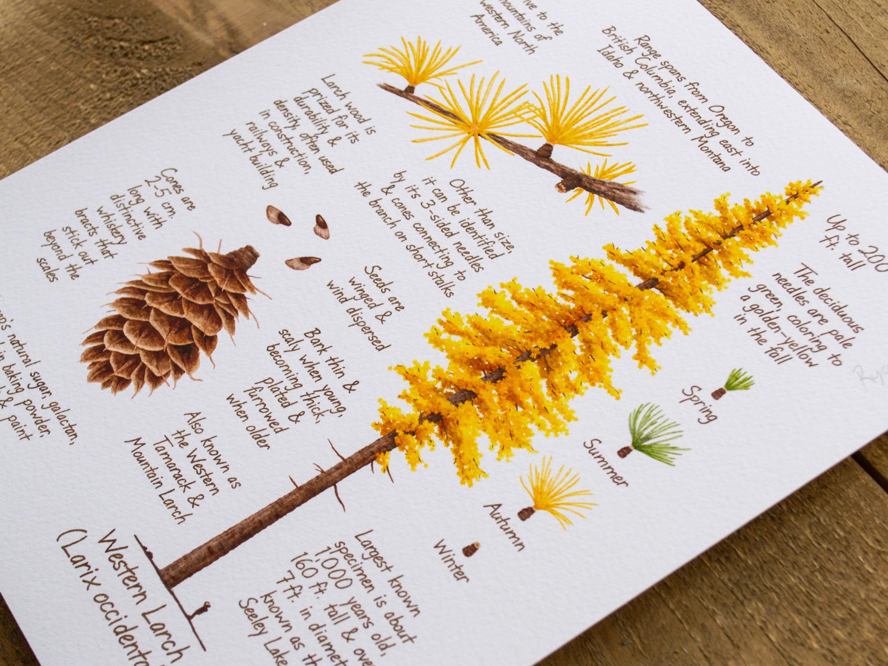 Western Larch Botanical Watercolor 8x10in Print, Golden Larch, Hike ...