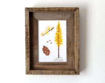 Western Larch Botanical Watercolor 8x10in Print, Golden Larch, Hike ...