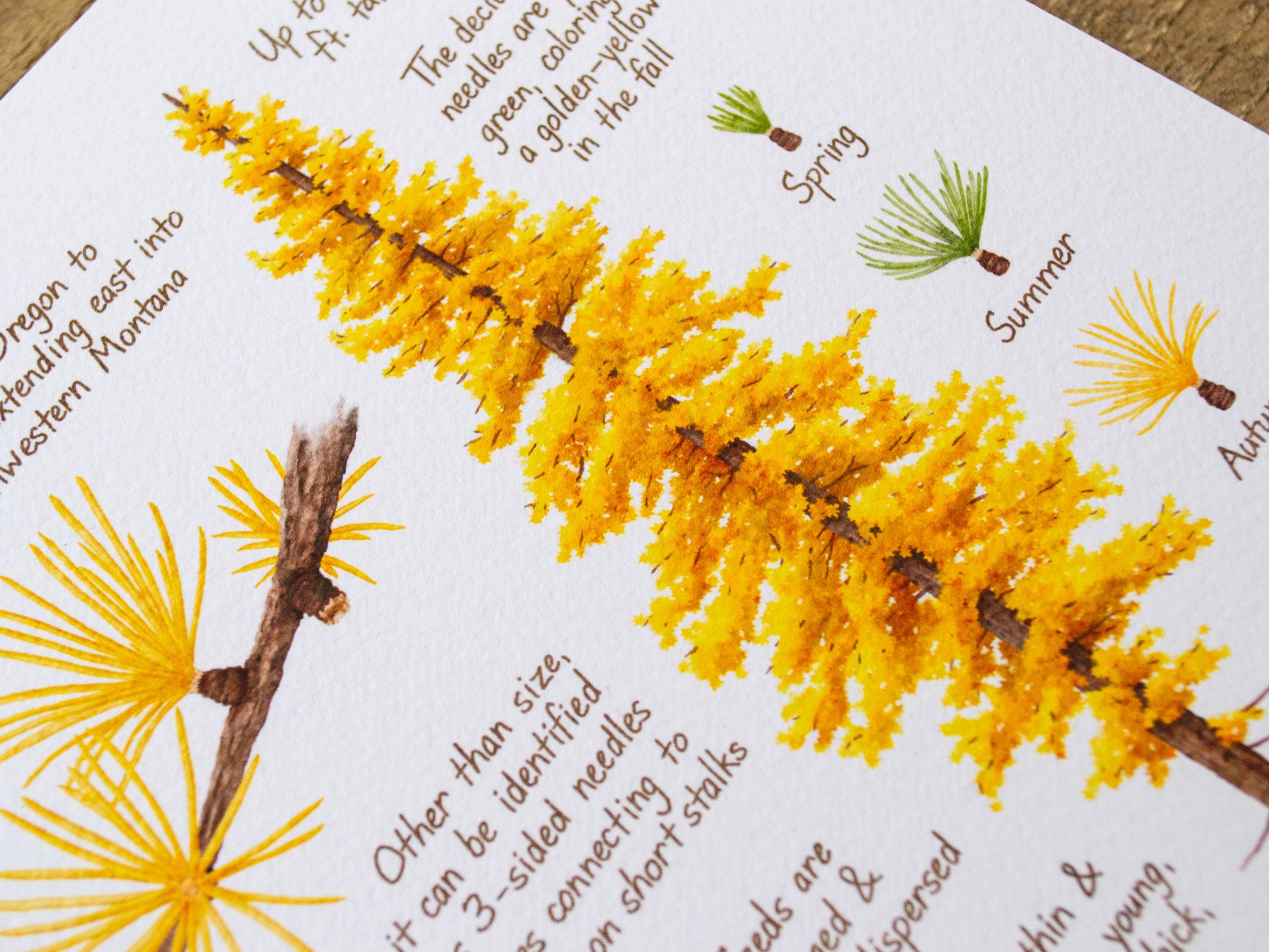 Western Larch Botanical Watercolor 8x10in Print, Golden Larch, Hike ...
