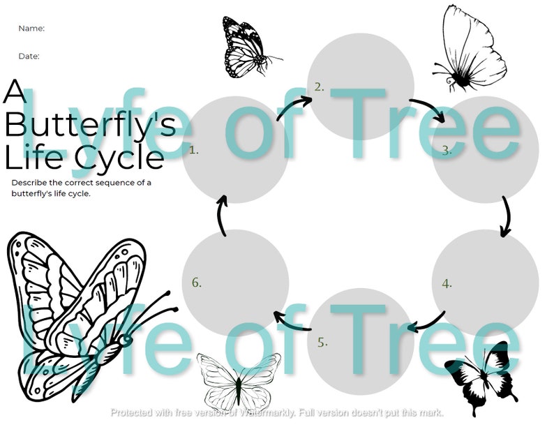 Butterfly Life Cycle Printable - Etsy