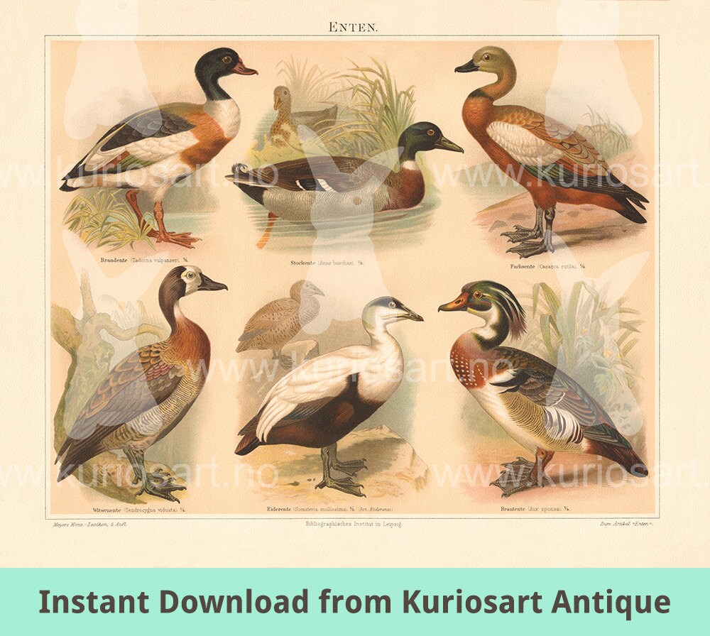 DOWNLOAD: Ducks 1897 German Print | 200x250mm | Self-print | Bird ...
