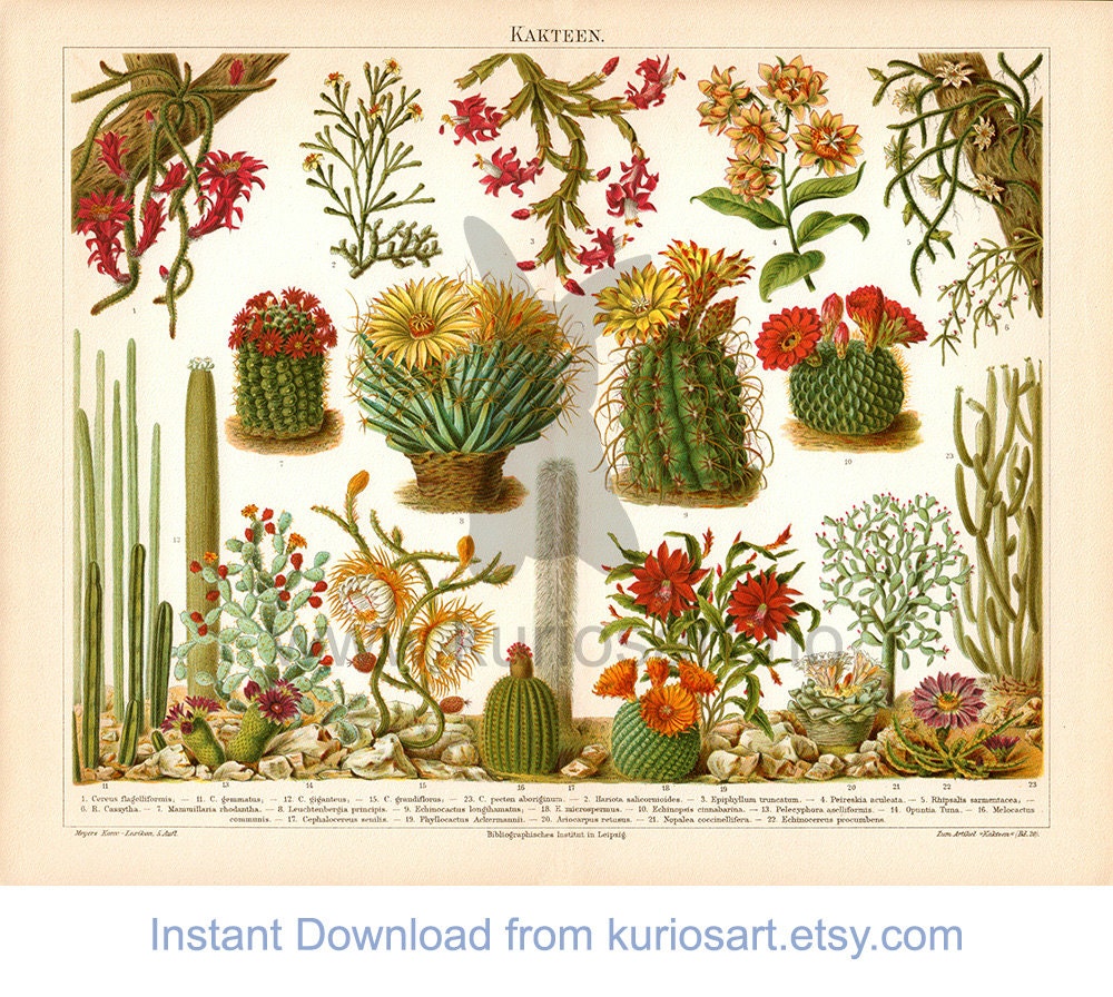 DOWNLOAD: Cacti 1897 German Print | 200x250mm | Digital Printable Stock ...