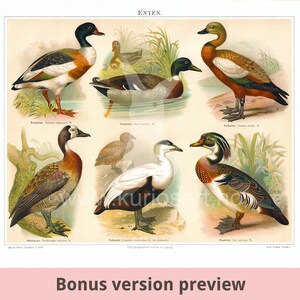 DOWNLOAD: Ducks 1897 German Print | 200x250mm | Self-print | Bird ...
