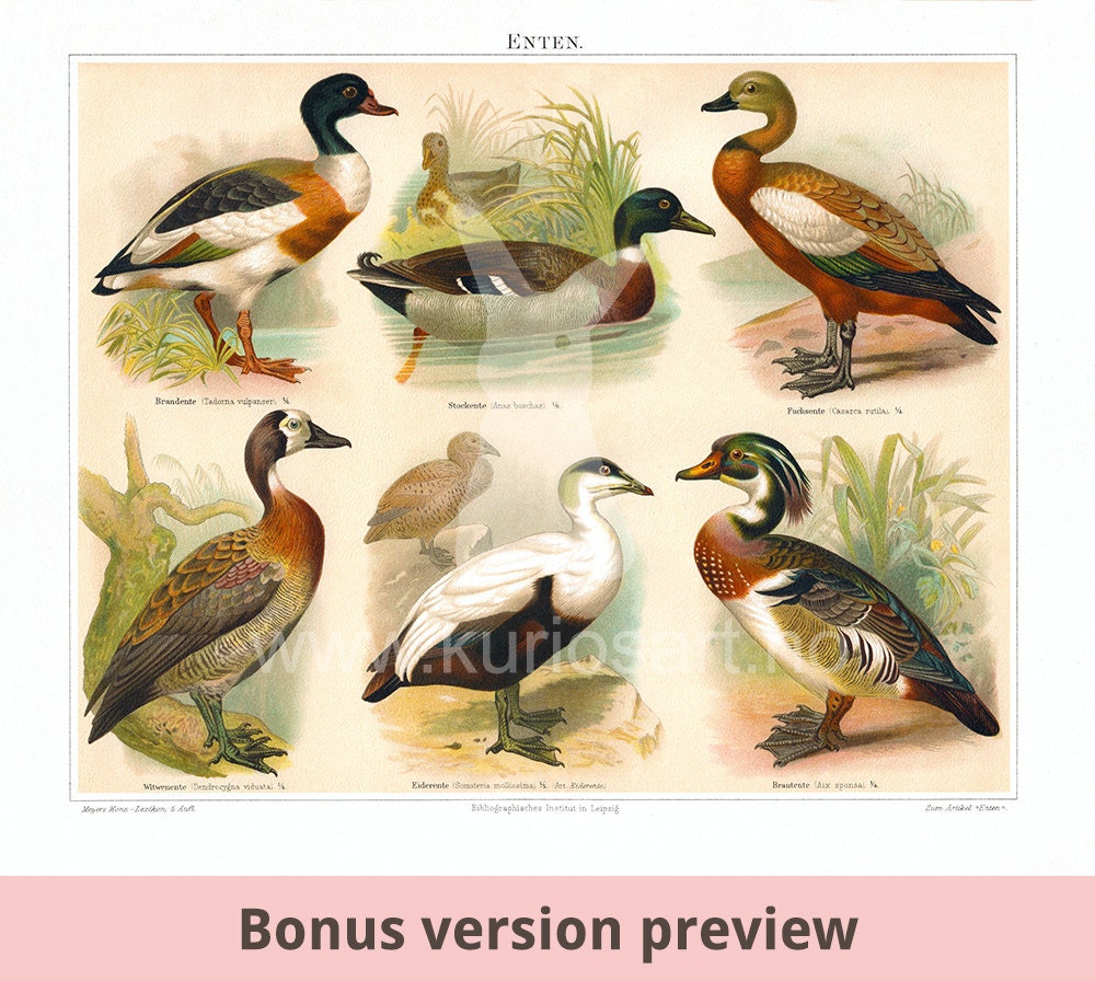 DOWNLOAD: Ducks 1897 German Print | 200x250mm | Self-print | Bird ...