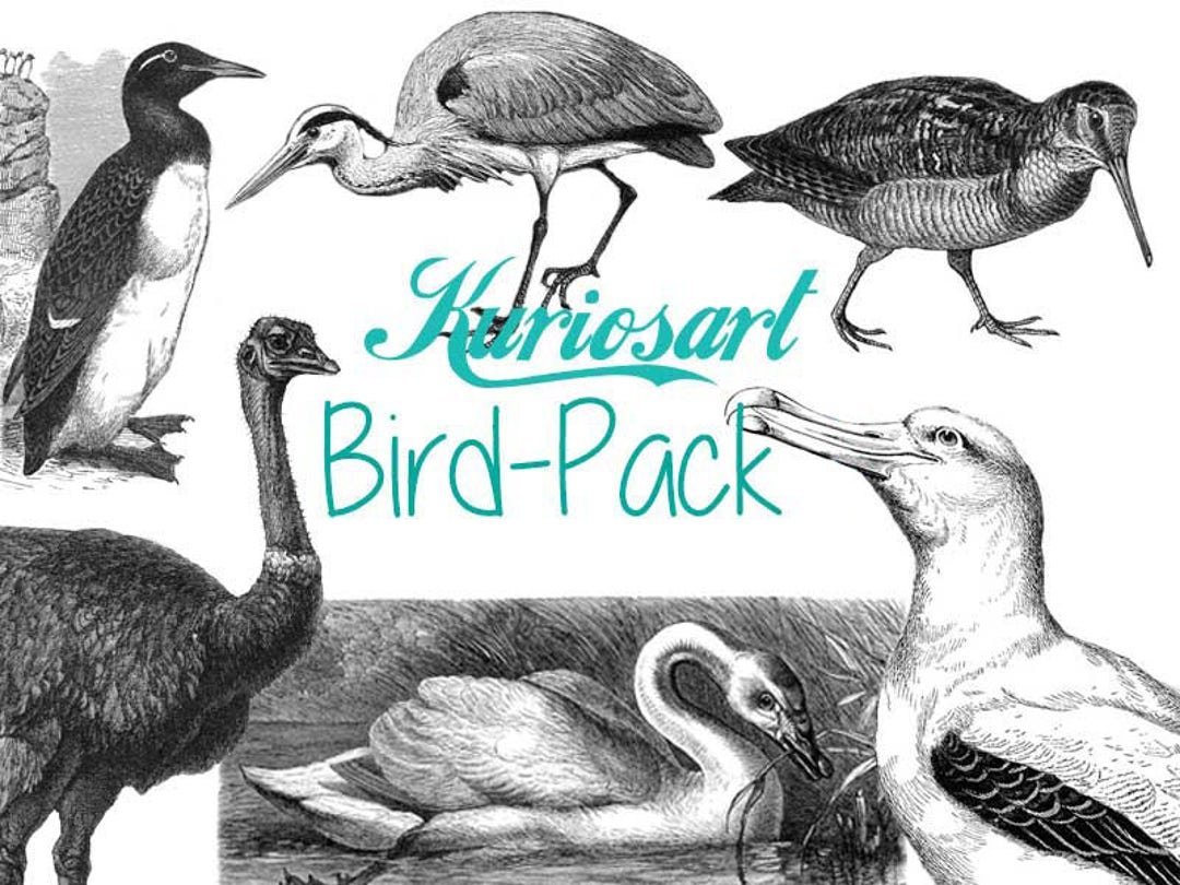 DOWNLOAD Bird-pack: 31 High-res Antique Bird Illustrations | Self-print ...