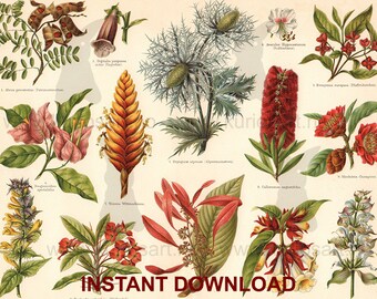 DOWNLOAD: Parrots 1897 German Print 200x250mm 600dpi - Etsy