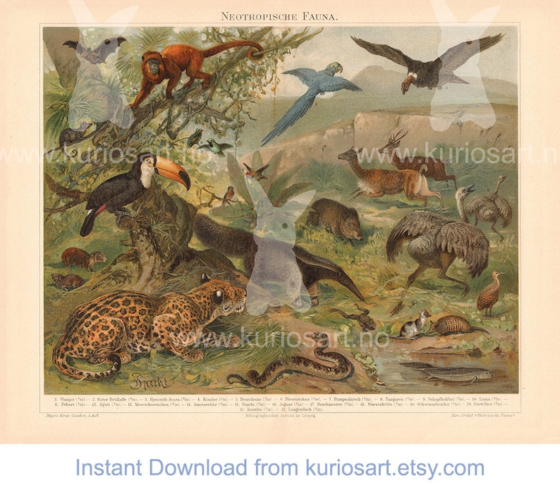 DOWNLOAD: Neo-tropical Fauna 1897 German Print | 200x250mm | Self-print ...
