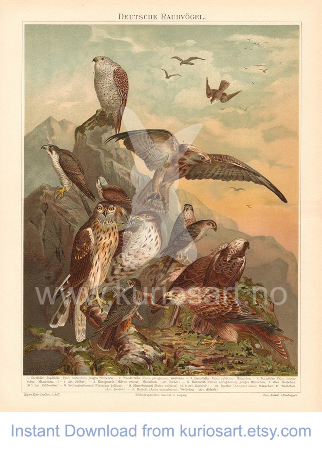 DOWNLOAD: Birds of Prey 1897 German Digital Printable Image | 200x250mm ...