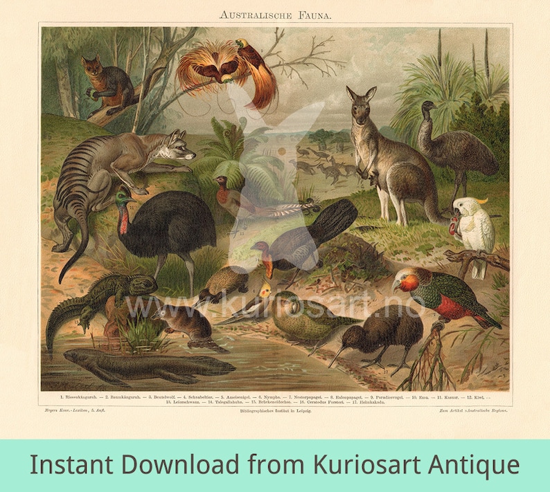 INSTANT DOWNLOAD: Oceania Fauna 1897 German Print | 200x250mm | Self ...