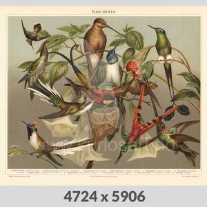 DOWNLOAD: Hummingbirds 1897 German Print | 200x250mm | 600dpi | Self ...