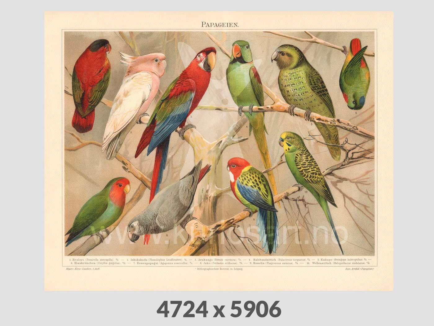 DOWNLOAD: Parrots 1897 German Print | 200x250mm | 600dpi | Self-print ...