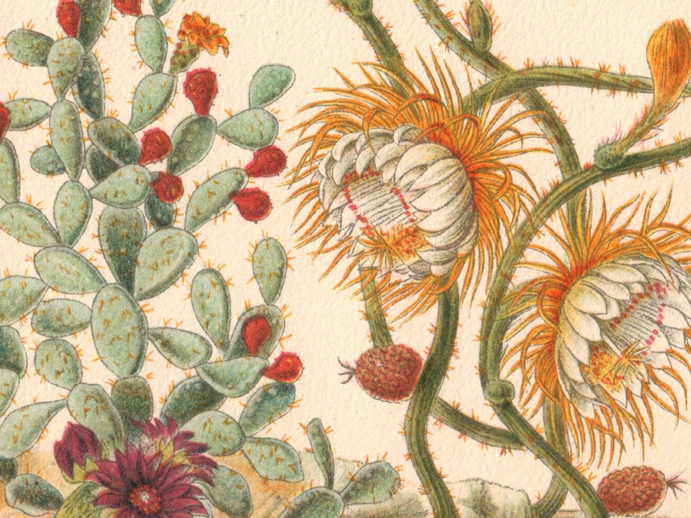 DOWNLOAD: Cacti 1897 German Print | 200x250mm | Digital Printable Stock ...