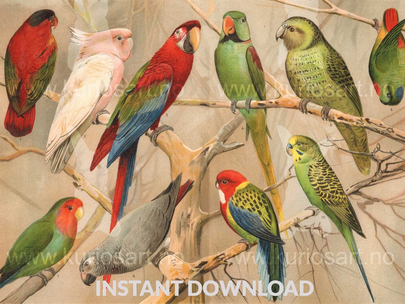 DOWNLOAD: Parrots 1897 German Print | 200x250mm | 600dpi | Self-print ...