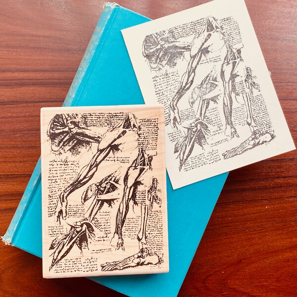 Anatomy Rubber Stamp - Etsy