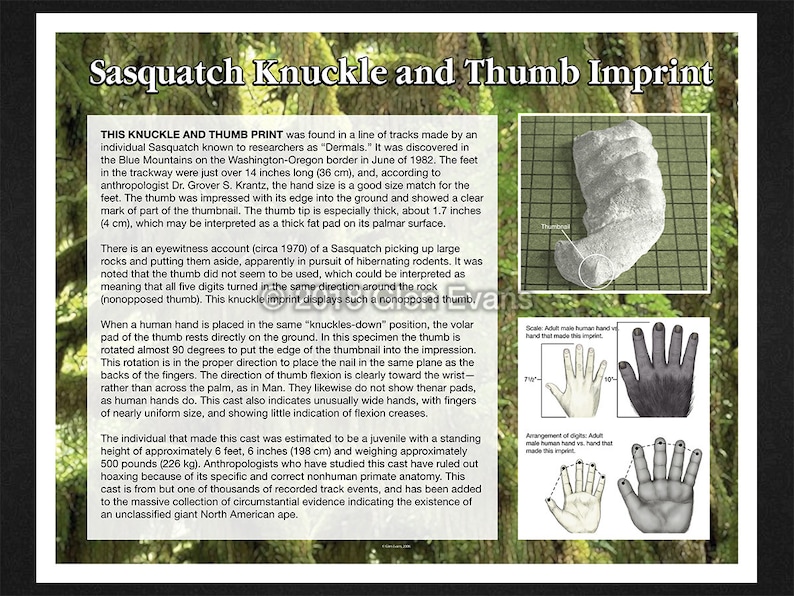 Knuckles and Thumb Bigfoot/sasquatch Hand Print Cast Poster (washington ...
