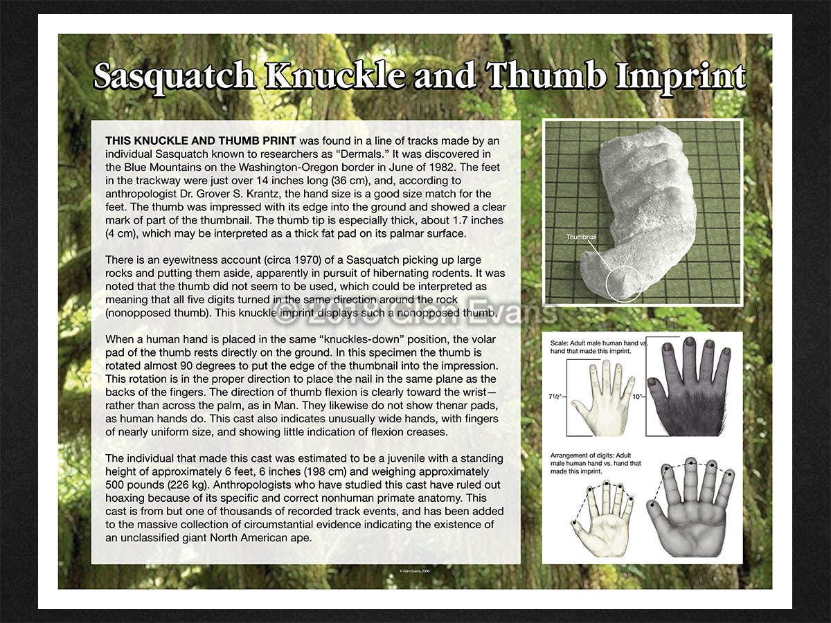 Knuckles and Thumb Bigfoot/sasquatch Hand Print Cast Poster (washington ...