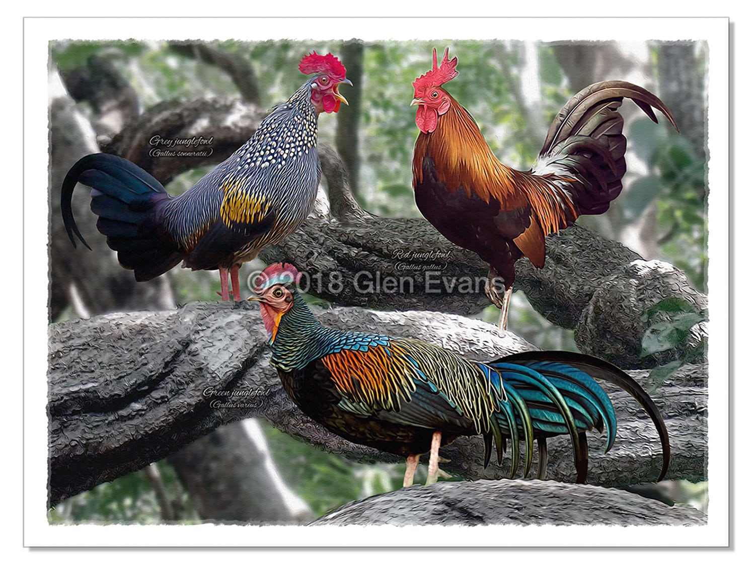 9"x12" Lovely Giclée Print of Domestic Chicken Ancestors Grey ...