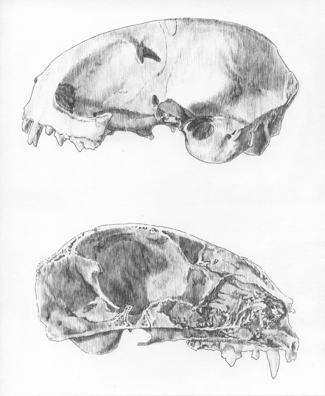 Digital Download Cat Skull Dorsal Ventral Lateral and Medial Aspects ...