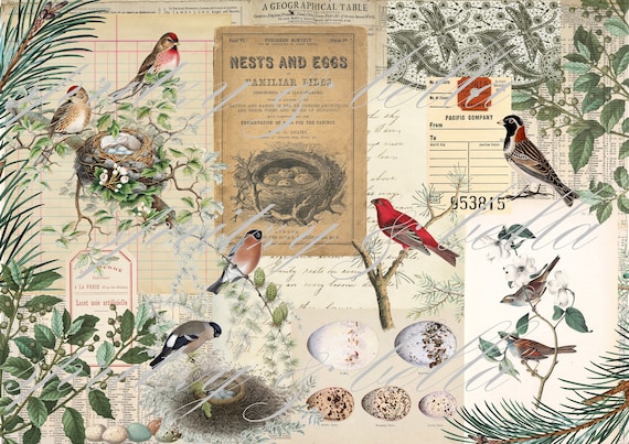 Birds & Nests Tear SheetA4 Printable Collage Paper for Junk | Etsy