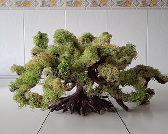 Miniature Oak Tree - Etsy
