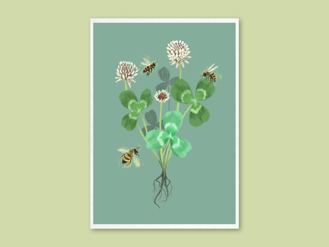 Art Print - Clover - Botanical Illustration, Wall Art - Etsy