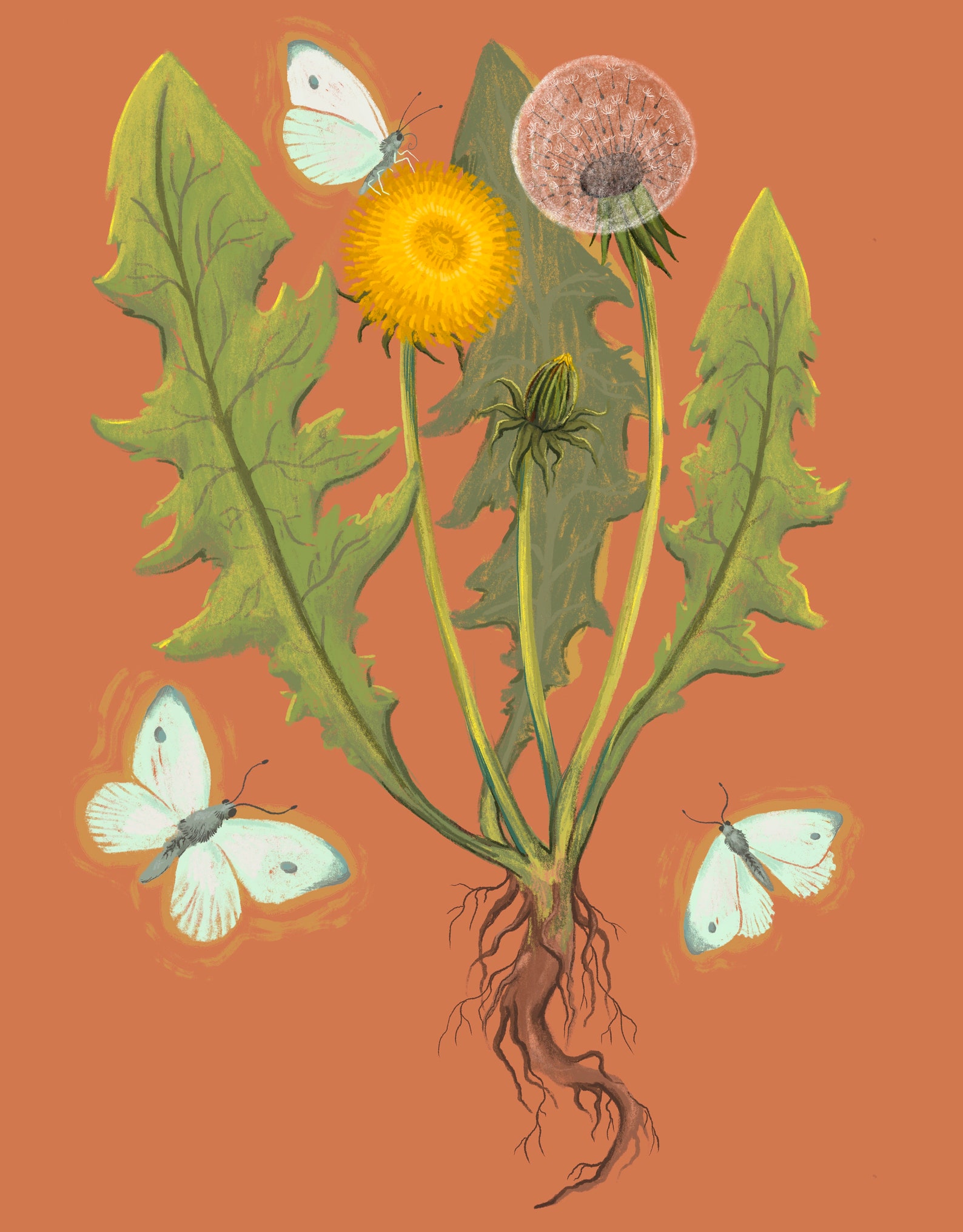 Art Print Dandelion. Botanical Illustration Wall Art | Etsy
