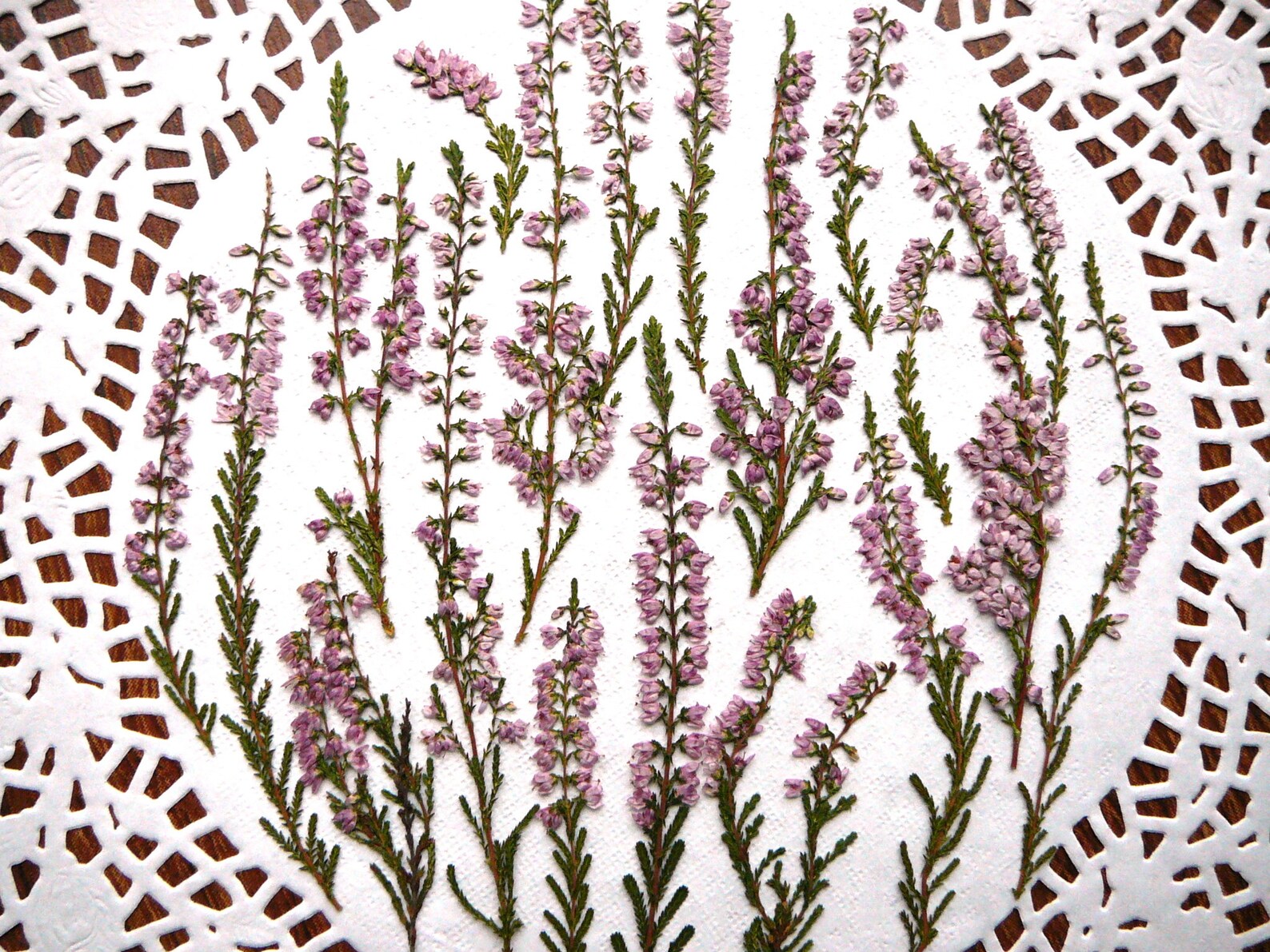 Dried Pressed Purple Heather 20 Pcs. | Etsy